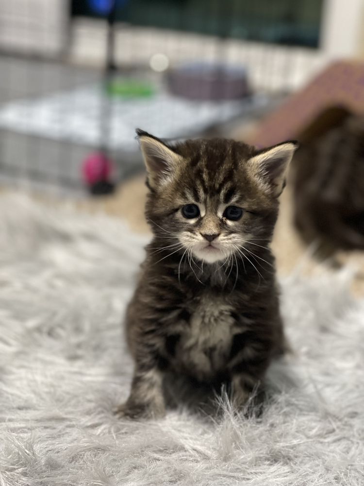 BREEDER MAINE COON - Updated June 2024 - Request Information - 21 ...