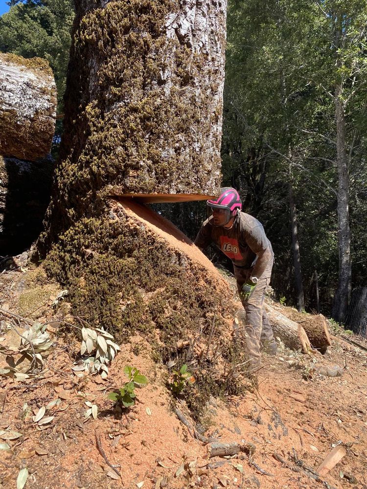 BLACK DIAMOND TREE EXPERTS - Updated December 2025 - Santa Rosa ...