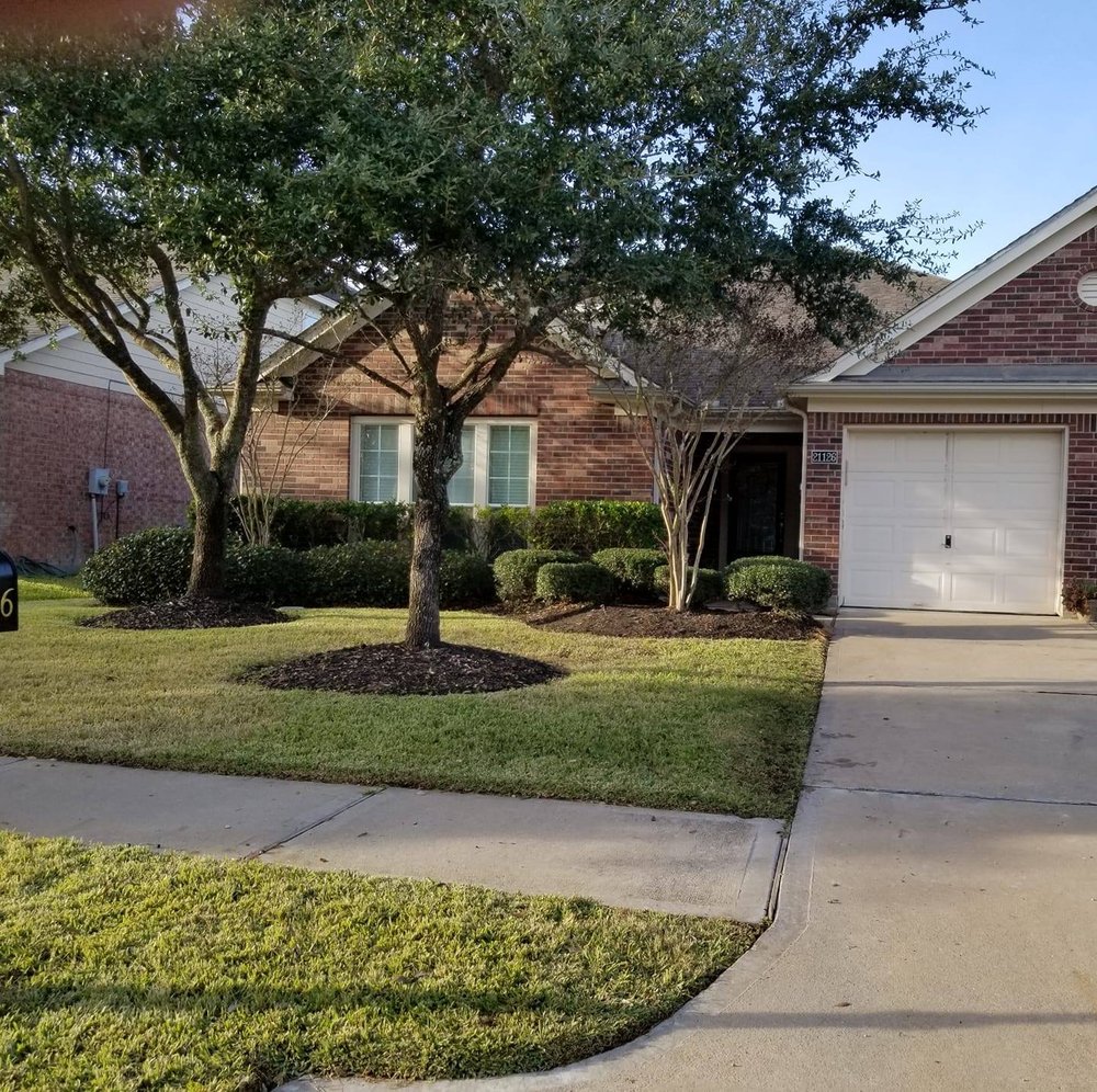 TREES 101 - Updated January 2025 - 16 Photos - Hockley, Texas - Tree ...