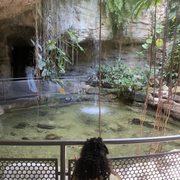 COCKRELL BUTTERFLY CENTER - 436 Photos & 121 Reviews - Museums - 5555 ...