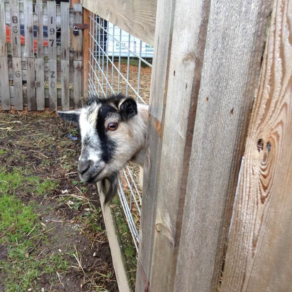 AGNEW GROCERY - Updated July 2025 - 12 Reviews - 2863 Old Olympic Hwy ...