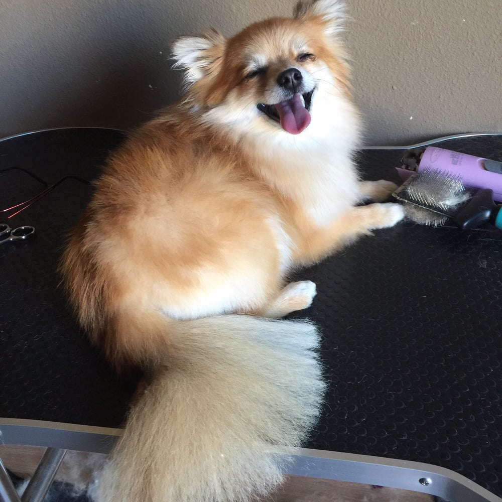 THE GRATEFUL DOG - Updated May 2024 - 1600 Solano St, Corning ...