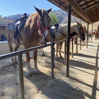 PONDEROSA STABLES - 202 Photos & 169 Reviews - 10215 S Central Ave ...