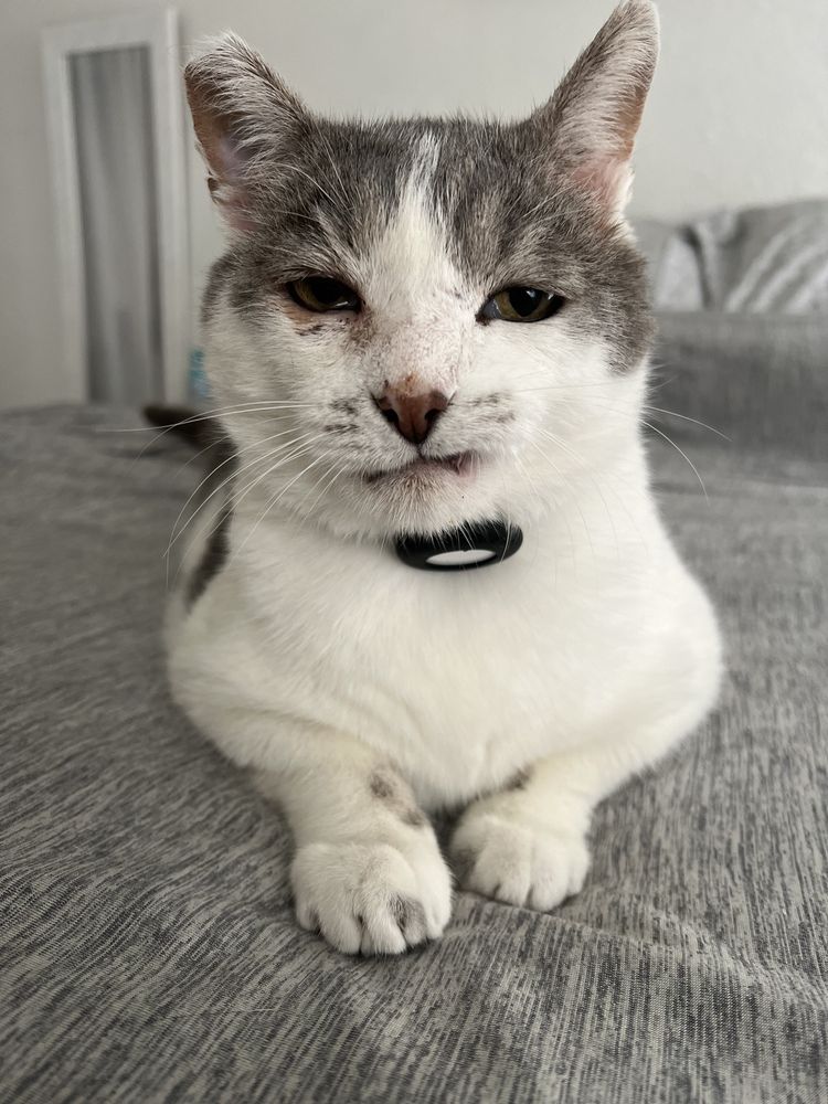 COUNTY OF SANTA CLARA ANIMAL SHELTER - Updated December 2025 - 58 ...