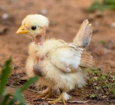 OFF LEASE ONLY - ORLANDO - Updated January 2026 - 764 Photos & 249 ...