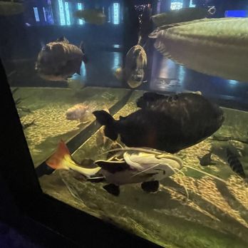 OKLAHOMA AQUARIUM - Updated June 2025 - 498 Photos & 199 Reviews - 300 ...