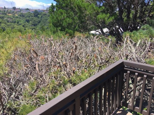PRECISION TREE CARE - Updated May 2026 - 46 Photos & 174 Reviews ...