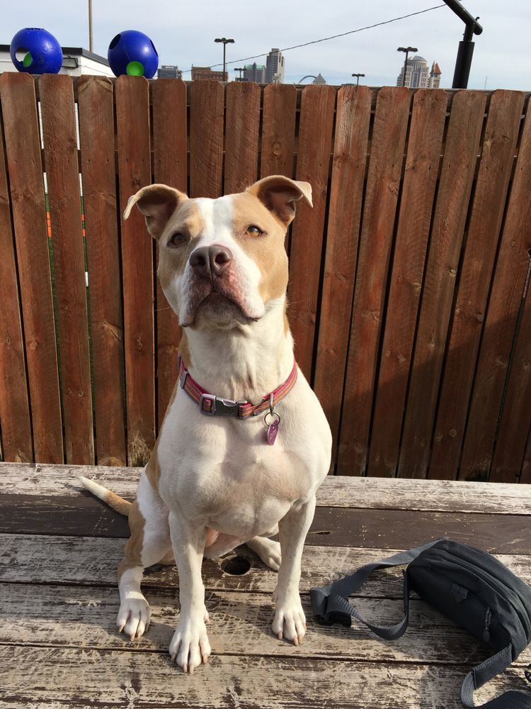 STRAY RESCUE - Updated June 2025 - 18 Photos & 52 Reviews - 2320 Pine ...