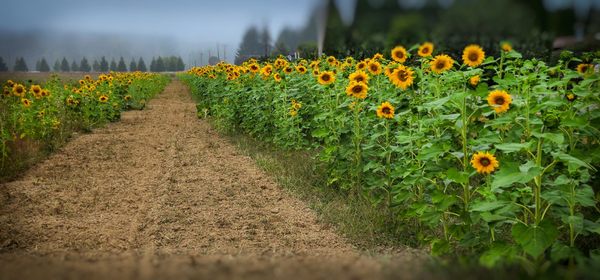 HARVOLD BERRY FARM - Updated January 2026 - 128 Photos & 44 Reviews ...