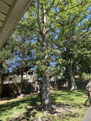 JL TREE SERVICE - Updated December 2024 - 118 Photos & 130 Reviews ...
