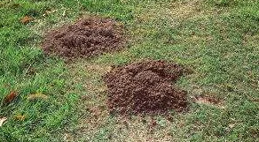 RODENT GUYS - Updated December 2025 - 99 Reviews - 457 W Allen Ave, San ...