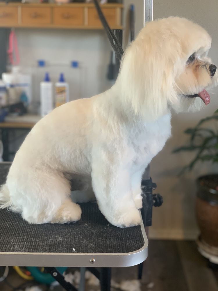 THE ZEN PUPPY - Updated October 2025 - 11 Photos & 11 Reviews - 1130 N ...