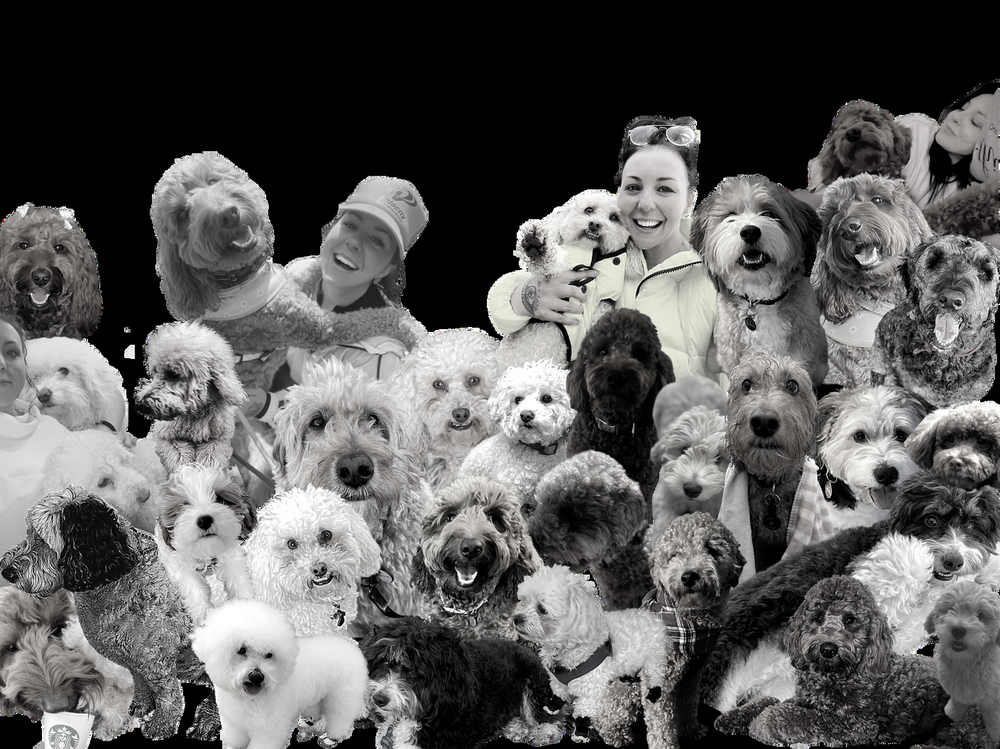 LA CANINE CONCIERGE - Updated December 2025 - Los Angeles, California ...