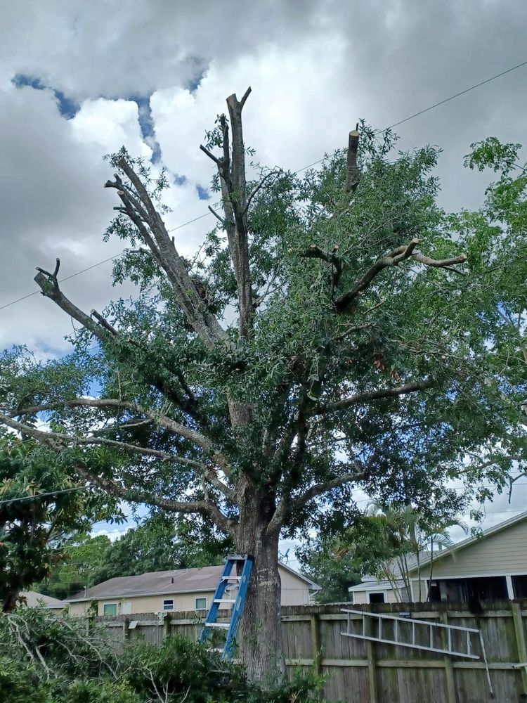 JOSE MEJIA TREE SERVICES - Updated October 2025 - 16 Photos - Stuart ...