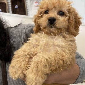 XO PUPS PUREBRED & DESIGNER - 104 Photos & 26 Reviews - 14398 Chantilly ...