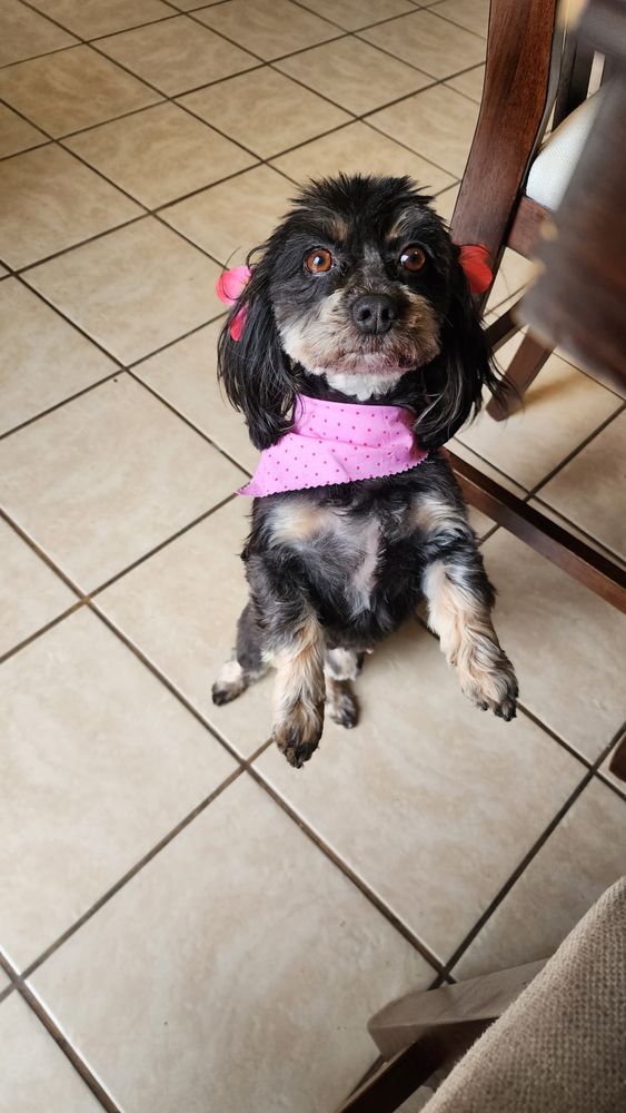 SPA 4 PAWS GROOMING - Updated May 2026 - 14 Photos - Riverside ...