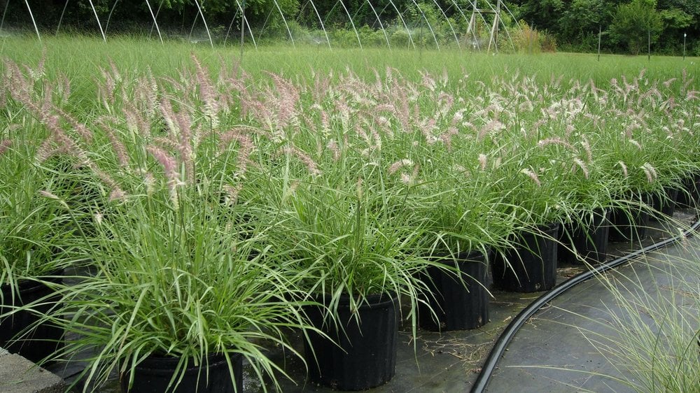 SPRING RUN NURSERY - Updated July 2025 - 658 Telegraph Rd, Coatesville ...