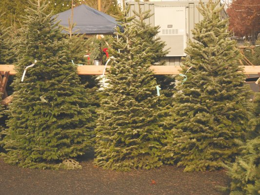 DONNA’S TREES - Updated December 2025 - 38 Photos & 30 Reviews - 18601 ...