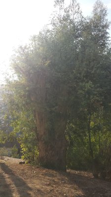 SOLANO’S TREE SERVICE & LANDSCAPING - Updated October 2025 - 24 Photos ...