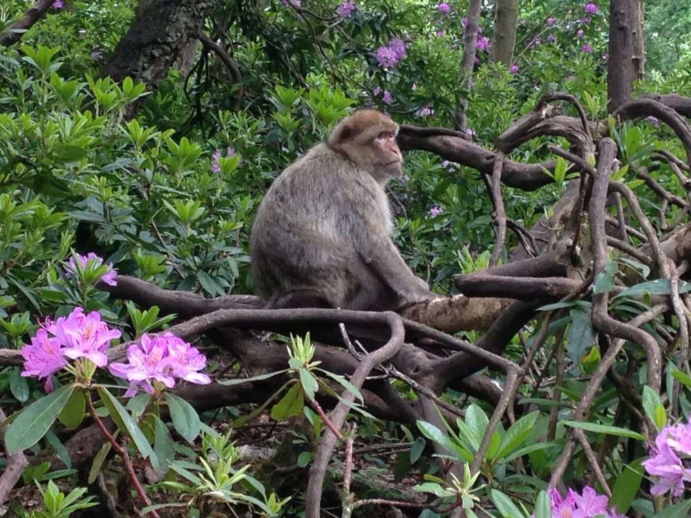 MONKEY FOREST TRENTHAM - Updated July 2025 - 56 Photos & 44 Reviews ...