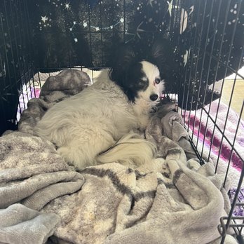 K9 BATH BODY & BOARDING - Updated October 2025 - 45 Photos & 15 Reviews - 28669 Hardiman Rd ...