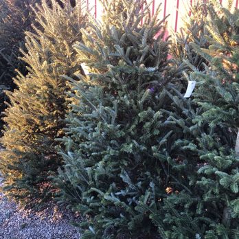 BIG TREE PLANTATION - Updated November 2025 - 63 Photos & 25 Reviews ...