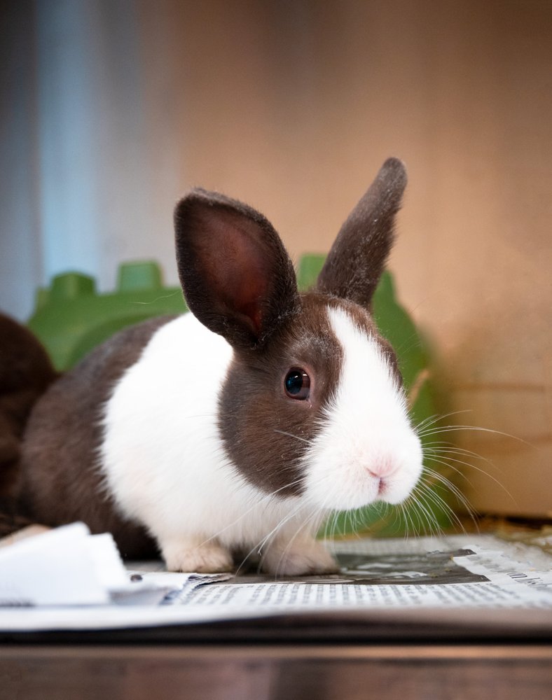 MONTGOMERY COUNTY ANIMAL SERVICES AND ADOPTION CENTER - 56 Photos & 41 ...