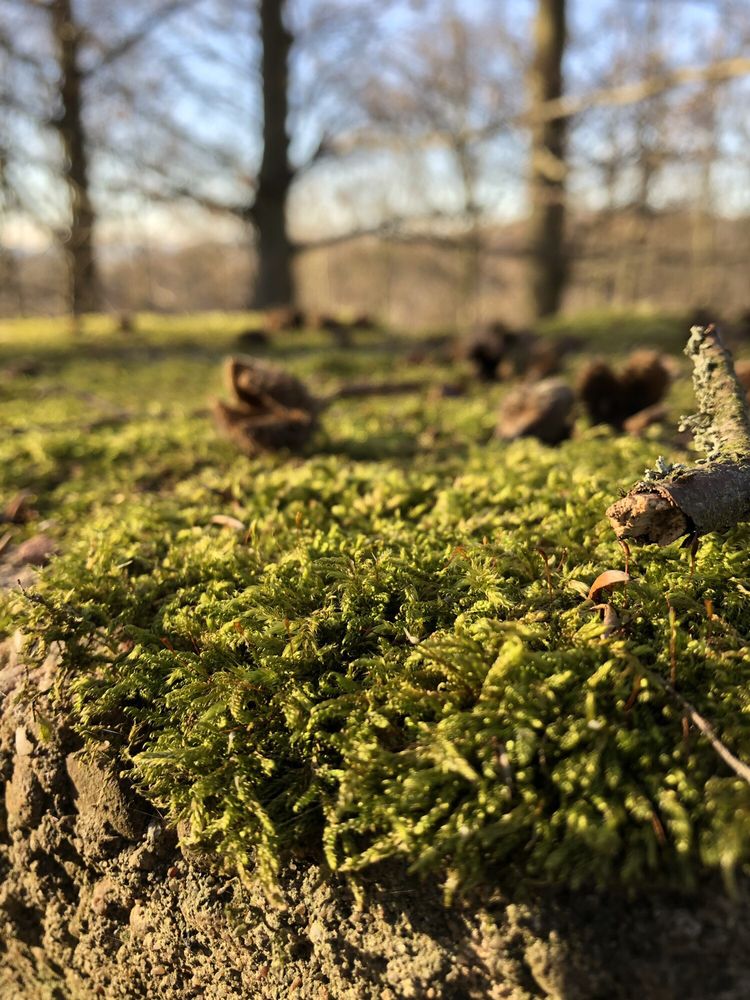 BURGRUINE RODENBERG - Updated April 2024 - 18 Photos - Rotenburg a. d ...