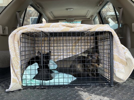 DEKALB COUNTY ANIMAL SERVICES - Updated July 2025 - 27 Photos & 56 ...