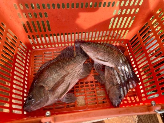 ALI’I AGRICULTURAL FARMS - Updated December 2025 - 619 Photos & 142 ...