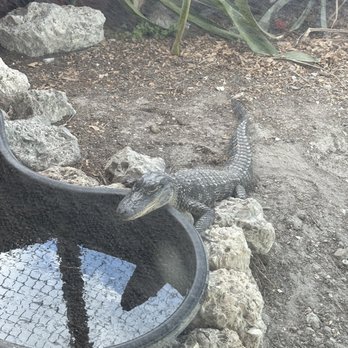 CRAZY DINGO BREWING - Updated February 2025 - 115 Photos & 54 Reviews ...