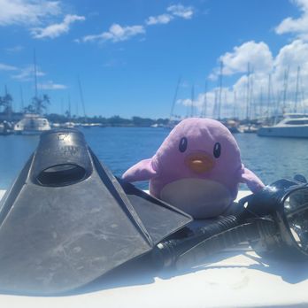 PINK SAILS WAIKIKI - 672 Photos & 453 Reviews - 1 Holomoana St ...