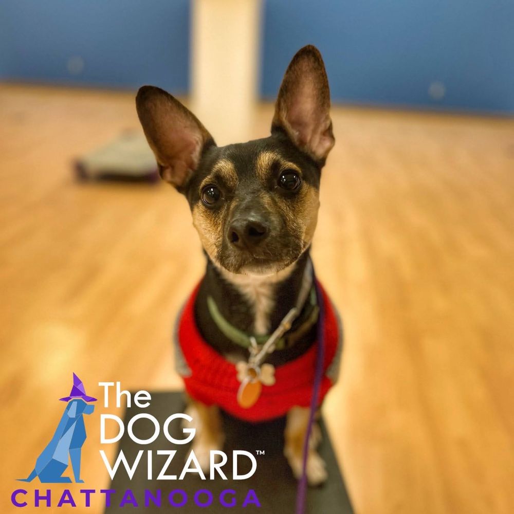THE DOG WIZARD - CHATTANOOGA - Updated October 2025 - 24 Photos - 1853 ...