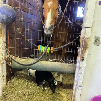 VICTORY STABLES - Updated October 2025 - 78 Photos & 12 Reviews - 121 ...