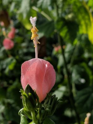 JC RAULSTON ARBORETUM - 503 Photos & 94 Reviews - Botanical Gardens ...