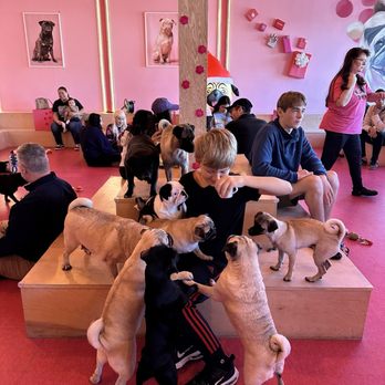 CUPPA PUG - Updated January 2025 - 68 Photos & 24 Reviews - 607 W 9th ...