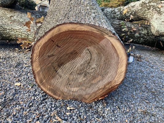 TYSON’S TREE SERVICE - Updated June 2026 - 22 Photos & 41 Reviews ...