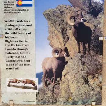 GEORGETOWN BIGHORN SHEEP VIEWING AREA - Updated September 2025 - 26 ...