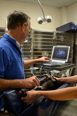 Carson Animal Hospital - Updated May 2026 - 62 Photos & 15 Reviews ...