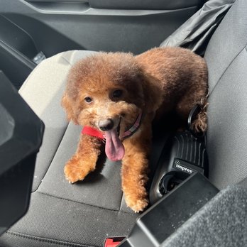 BOSS THE PET CONNECTION - Updated March 2025 - 1350 Photos & 146 ...