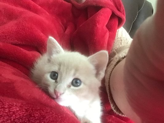 ADVENTURE PETS - Updated January 2026 - 1612 S Laurel Rd, London ...