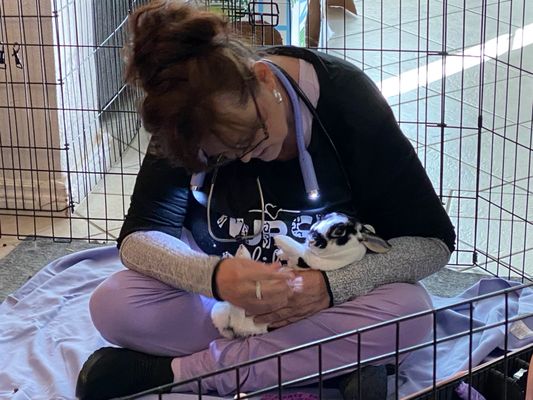 THE SPLOOTING RABBIT MOBILE GROOMING - Updated July 2024 - 54 Photos ...