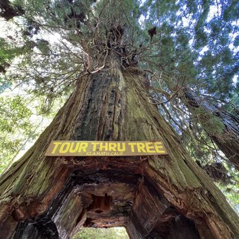 TOUR THRU TREE - Updated May 2025 - 90 Photos & 52 Reviews - 430 CA-169 ...