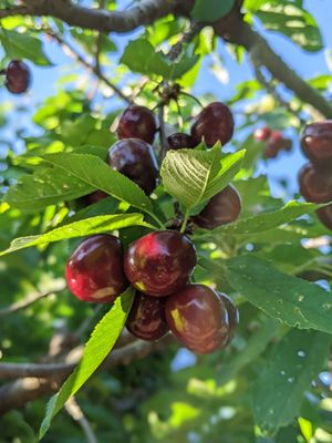 FREITAS CHERRY RANCH - Updated December 2025 - 41 Photos & 55 Reviews ...