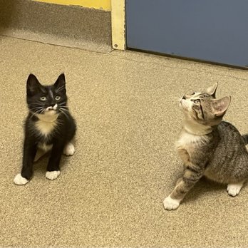 RICHMOND SPCA - Updated December 2025 - 64 Photos & 63 Reviews - 2519 ...