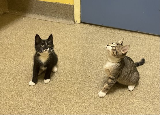 RICHMOND SPCA - Updated December 2025 - 64 Photos & 63 Reviews - 2519 ...