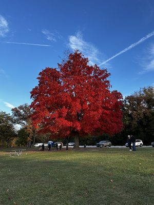 MAPLE LAKE - 30 Photos - Willow Springs, IL - Yelp