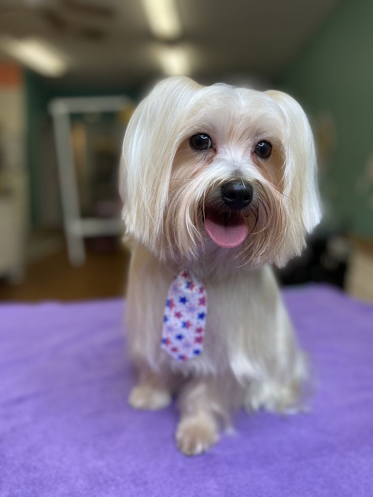 PERFECT PAWS - Updated May 2026 - 12 Reviews - 3343 E Silver Springs ...