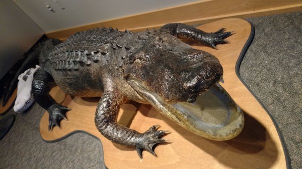 OAKES MUSEUM OF NATURAL HISTORY - 28 Photos - 1 University Ave ...