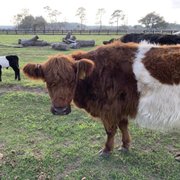 THE GOATERY AT KIAWAH RIVER - 25 Photos - Attraction Farms - 3883 Betsy ...